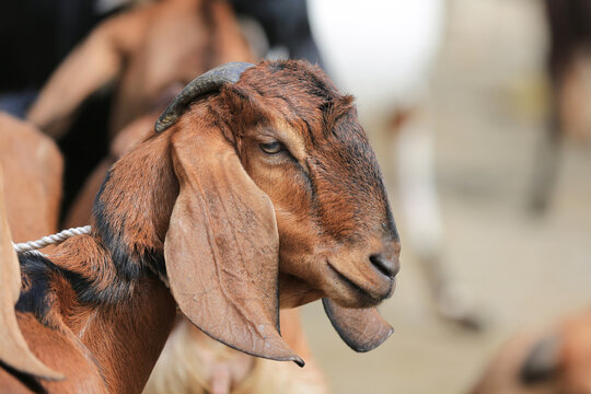 Kambing Bilder – Durchsuchen 1,186 Archivfotos, Vektorgrafiken und ...
