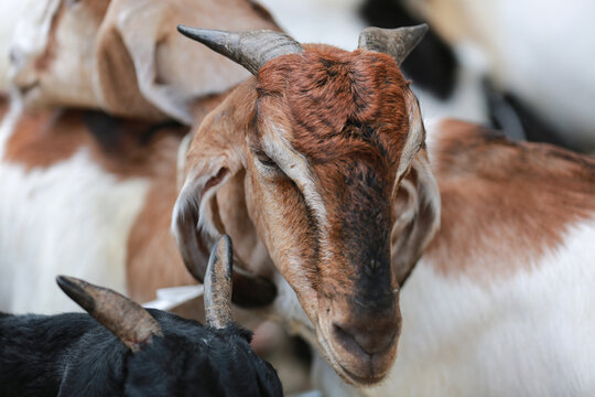 รูปภาพKambing – เลือกดูภาพถ่ายสต็อก เวกเตอร์ และวิดีโอ1,180 | Adobe Stock