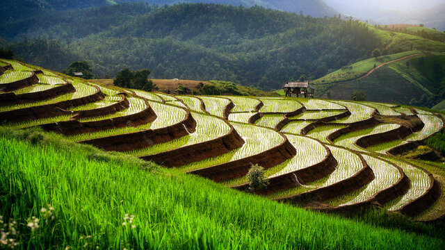 Agriculture Terrace Images – HD & 4K Photos Free to Download | PikWizard