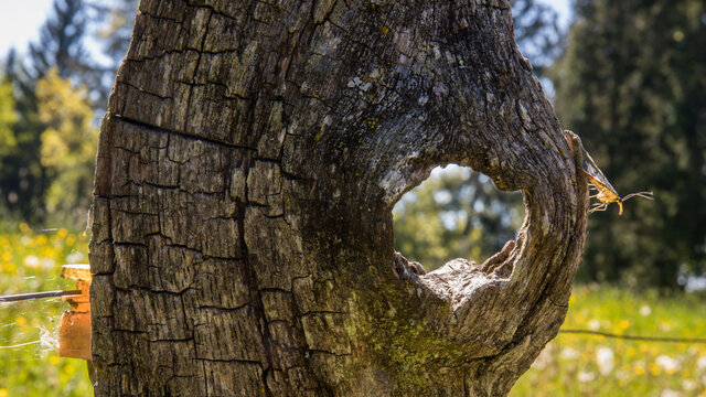 「Astloch」の写真素材 | 3,646件の無料イラスト画像 | Adobe Stock