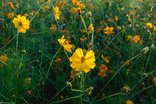 "Yellow Cosmos" Images – Browse 10,467 Stock Photos, Vectors, and Video ...