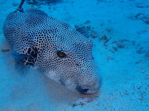 รูปภาพPollyfish – เลือกดูภาพถ่ายสต็อก เวกเตอร์ และวิดีโอ6,968 | Adobe Stock