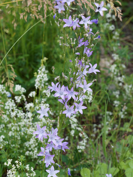 Anguleuse Images – Browse 27 Stock Photos, Vectors, and Video | Adobe Stock