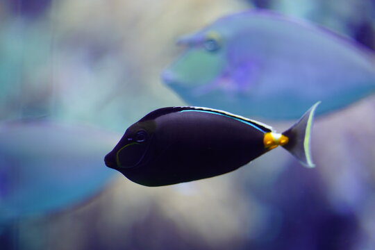 Pollyfish bilder – Bläddra bland 6,873 stockfoton, vektorer och videor ...