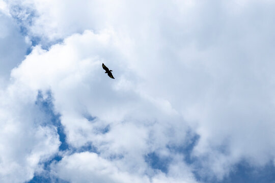 "En Vol" Imagens – Procure 4,335 fotos, vetores e vídeos | Adobe Stock