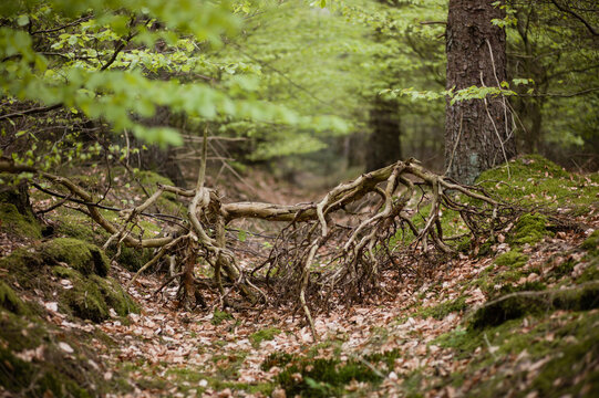 "Krummer Images – Browse 113 Stock Photos, Vectors, and Video | Adobe Stock