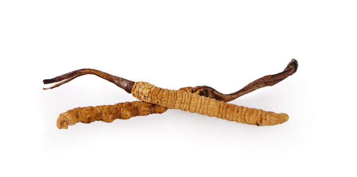 Afbeeldingen over "Yartsa Gunbu" – Blader in stockfoto's, vectoren en ...