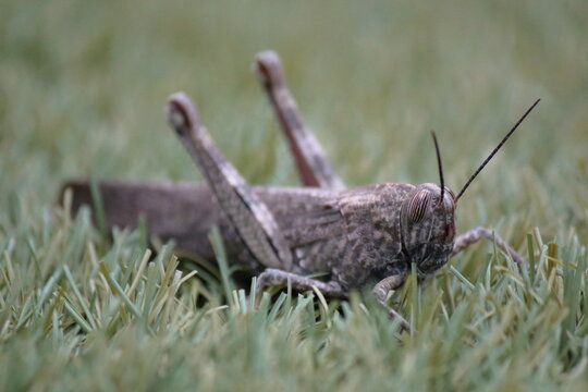 「Saltamonte」の画像 - 50 件の Stock 写真、ベクターおよびビデオ | Adobe Stock
