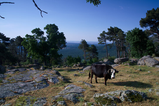 Krowy Bilder – Durchsuchen 1,315 Archivfotos, Vektorgrafiken und Videos ...