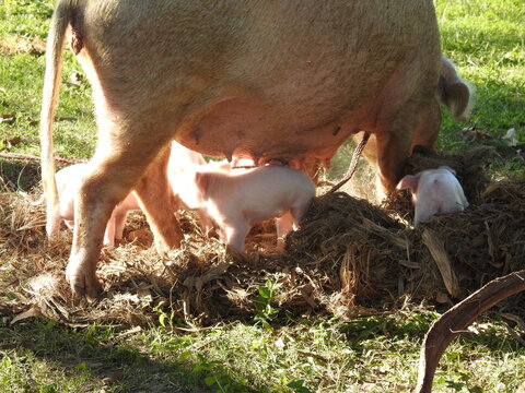 รูปภาพCerda – เลือกดูภาพถ่ายสต็อก เวกเตอร์ และวิดีโอ684 | Adobe Stock