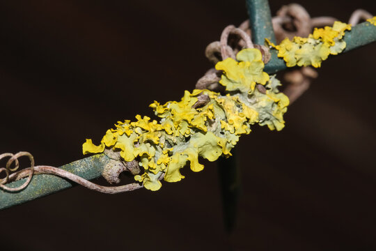 Lappen bilder – Bläddra bland 2,782 stockfoton, vektorer och videor ...
