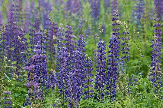 Upine Images – Browse 17 Stock Photos, Vectors, and Video | Adobe Stock