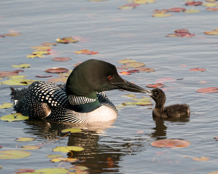 Baby Loon
