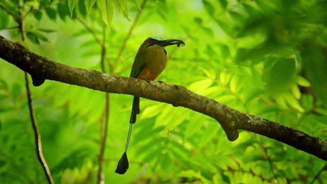 Torogoz Immagini - Sfoglia 779 foto, vettoriali e video Stock | Adobe Stock