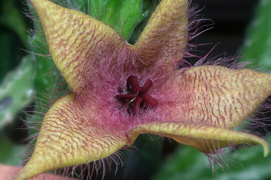 National Flower Of Senegal | Best Flower Site