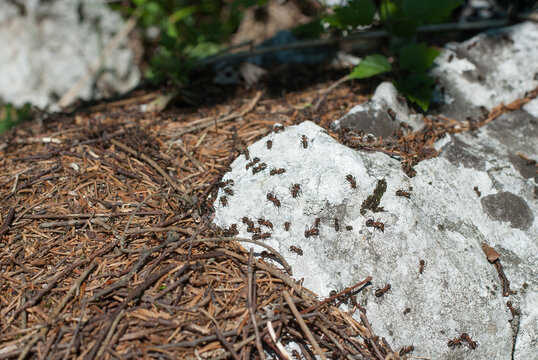 Formicaio Images – Browse 358 Stock Photos, Vectors, and Video | Adobe ...