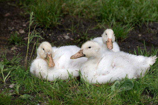 "Junge Enten" Imagens – Procure 119 fotos, vetores e vídeos | Adobe Stock