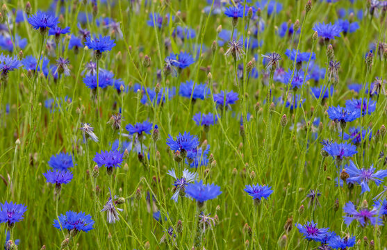 "Bachelor Button" Images – Browse 125,418 Stock Photos, Vectors, and ...