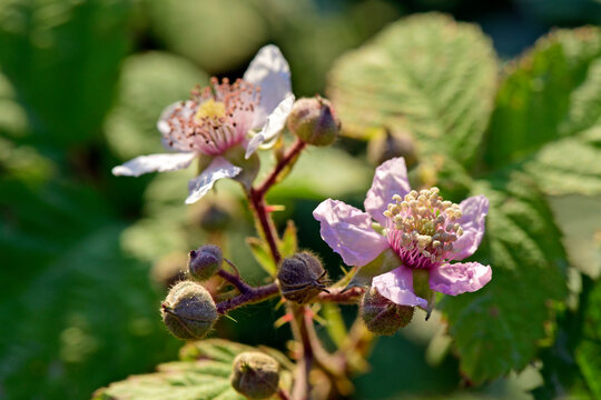รูปภาพBraam – เลือกดูภาพถ่ายสต็อก เวกเตอร์ และวิดีโอ75 | Adobe Stock