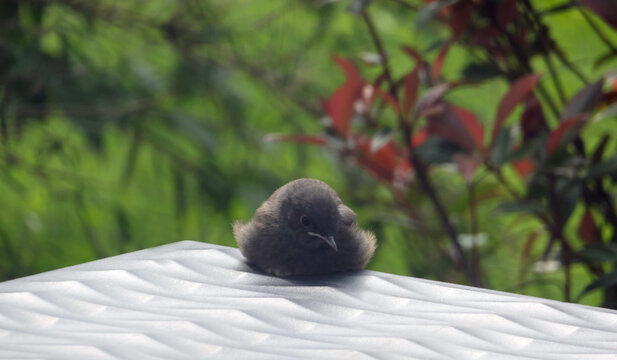 Taubenbabys Bilder – Durchsuchen 11,563 Archivfotos, Vektorgrafiken und ...