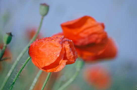 รูปภาพ"Summer Rain" – เลือกดูภาพถ่ายสต็อก เวกเตอร์ และวิดีโอ3,303 ...