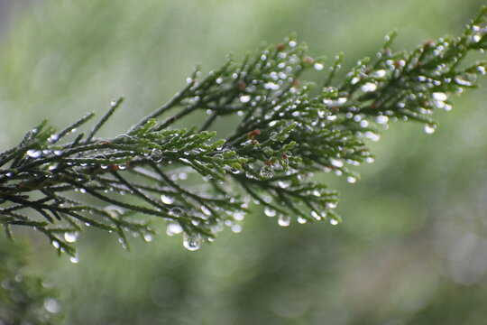 รูปภาพPino – เลือกดูภาพถ่ายสต็อก เวกเตอร์ และวิดีโอ32,429 | Adobe Stock