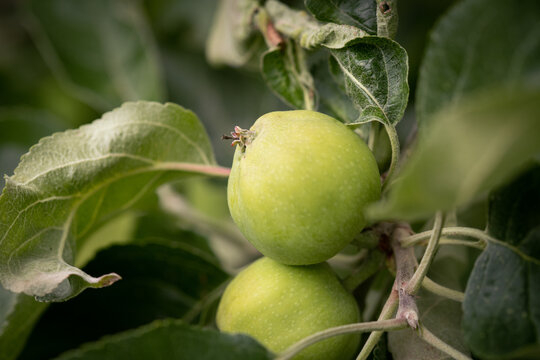 Baby Green Apple Tree