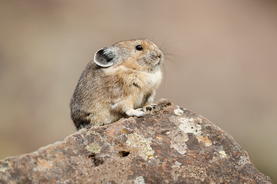 "American Pika" Images – Browse 775 Stock Photos, Vectors, and Video ...