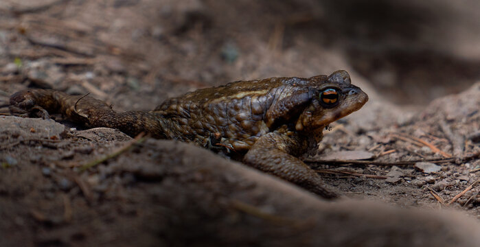 "Sapo Bilder – Durchsuchen 2,515 Archivfotos, Vektorgrafiken und Videos ...