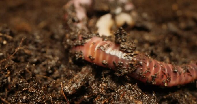 รูปภาพEarthworm – เลือกดูภาพถ่ายสต็อก เวกเตอร์ และวิดีโอ31,937 | Adobe ...