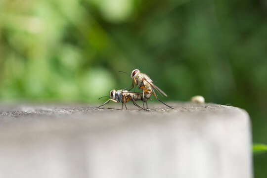 Coïter Images – Parcourir 4,704 le catalogue de photos, vecteurs et ...
