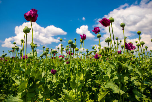 "Poppy Straw" Bilder – Durchsuchen 1,234 Archivfotos, Vektorgrafiken ...