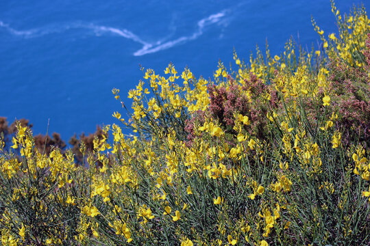 Cespugli 画像 - 参照 2,538 Stock 写真、ベクターおよびビデオ | Adobe Stock