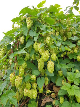 รูปภาพChmiel – เลือกดูภาพถ่ายสต็อก เวกเตอร์ และวิดีโอ452 | Adobe Stock