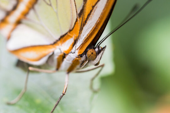 Diniz Images – Browse 64 Stock Photos, Vectors, and Video | Adobe Stock