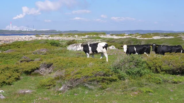 Halland Video Footage – Browse 176 HD Stock Video and Footage | Adobe Stock