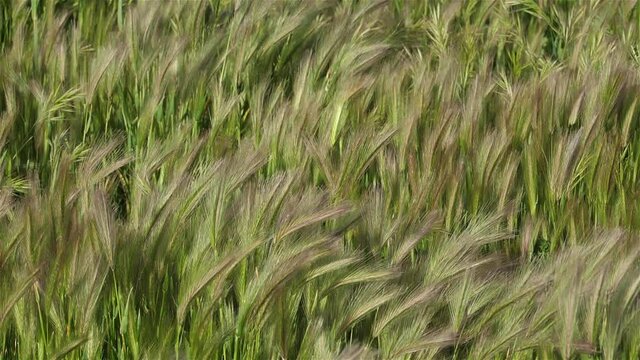 "Wall Barley" Images – Browse 2,522 Stock Photos, Vectors, and Video ...