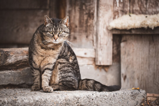 「Tigerkatze」の写真素材 | 1,171件の無料イラスト画像 | Adobe Stock