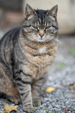 Tigerkatze Images – Browse 1,047 Stock Photos, Vectors, and Video ...