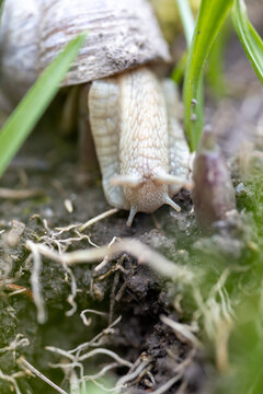 Snail Bed Bilder – Durchsuchen 722 Archivfotos, Vektorgrafiken und ...