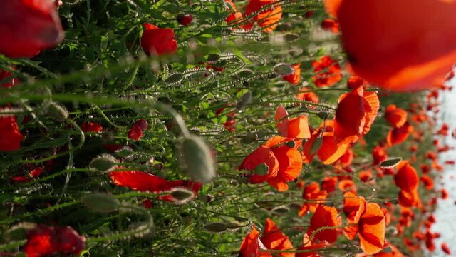 "Poppies Background" Images – Browse 189 Stock Photos, Vectors, and ...