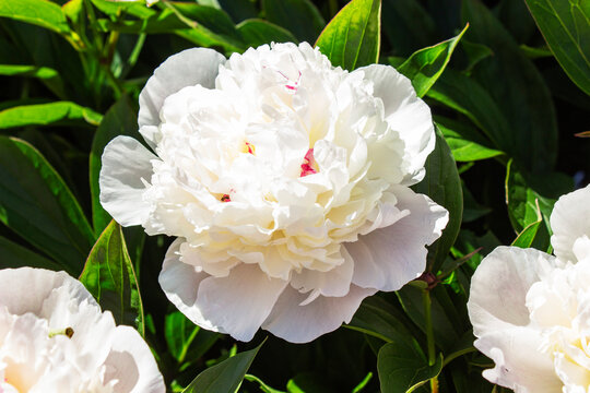 「Peone」の画像 - 297 件の Stock 写真、ベクターおよびビデオ | Adobe Stock