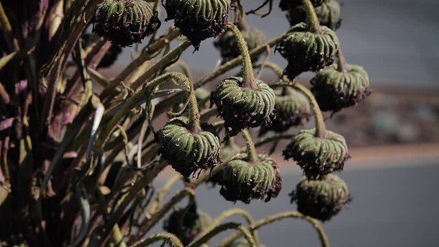 Silversword Images Browse 256 Stock Photos Vectors And Video