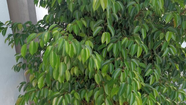 Ficeae Bilder – Durchsuchen 71 Archivfotos, Vektorgrafiken und Videos ...