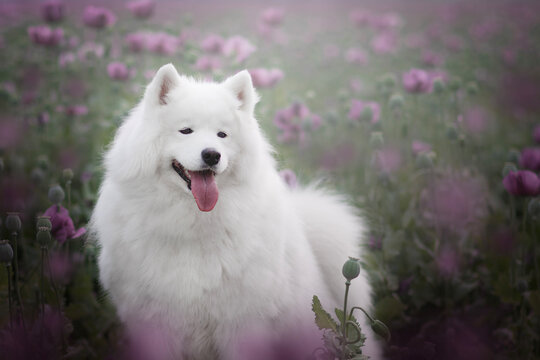 Samoyed Puppy Wallpaper
