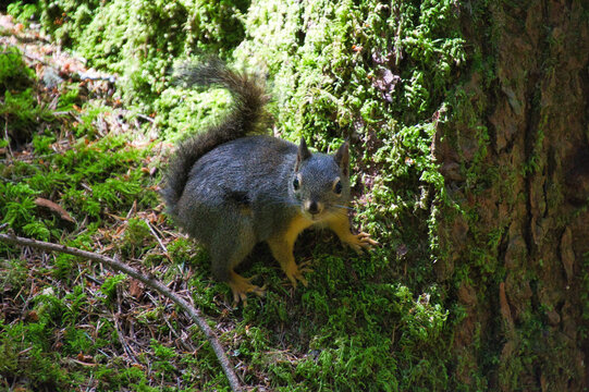 Chickaree Bilder – Durchsuchen 655 Archivfotos, Vektorgrafiken und ...