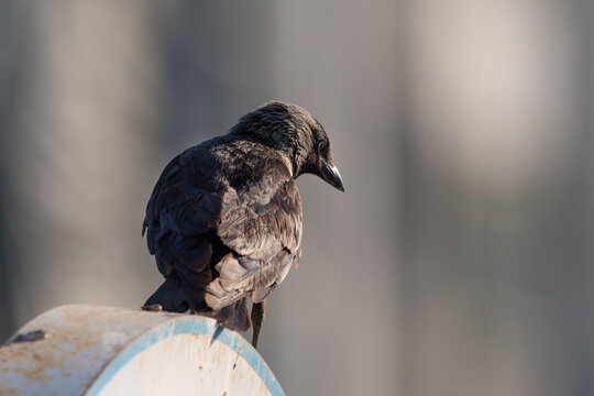 Karga Images – Browse 57 Stock Photos, Vectors, and Video | Adobe Stock