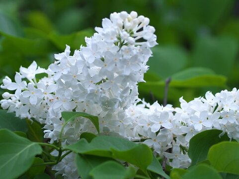 リラ Images – Browse 605 Stock Photos, Vectors, and Video | Adobe Stock