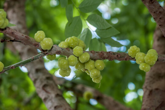 Bangkiling bilder – Bläddra bland 10 stockfoton, vektorer och videor ...
