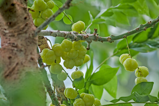 Imágenes de Bangkiling: descubre bancos de fotos, ilustraciones ...